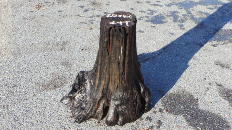 Rustic Bases 4 – Redwood Burl Inc.