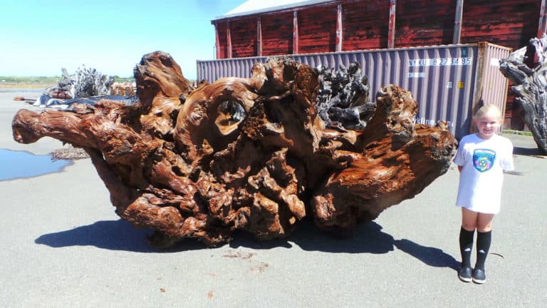 Redwood Landscape Pieces – Redwood Burl Inc.