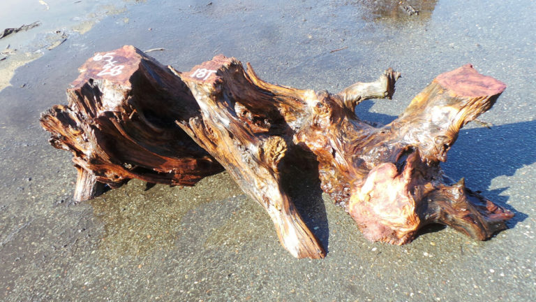 Rustic Bases 2 - Redwood Burl Inc.- Tree Trunk Table Bases Stumps